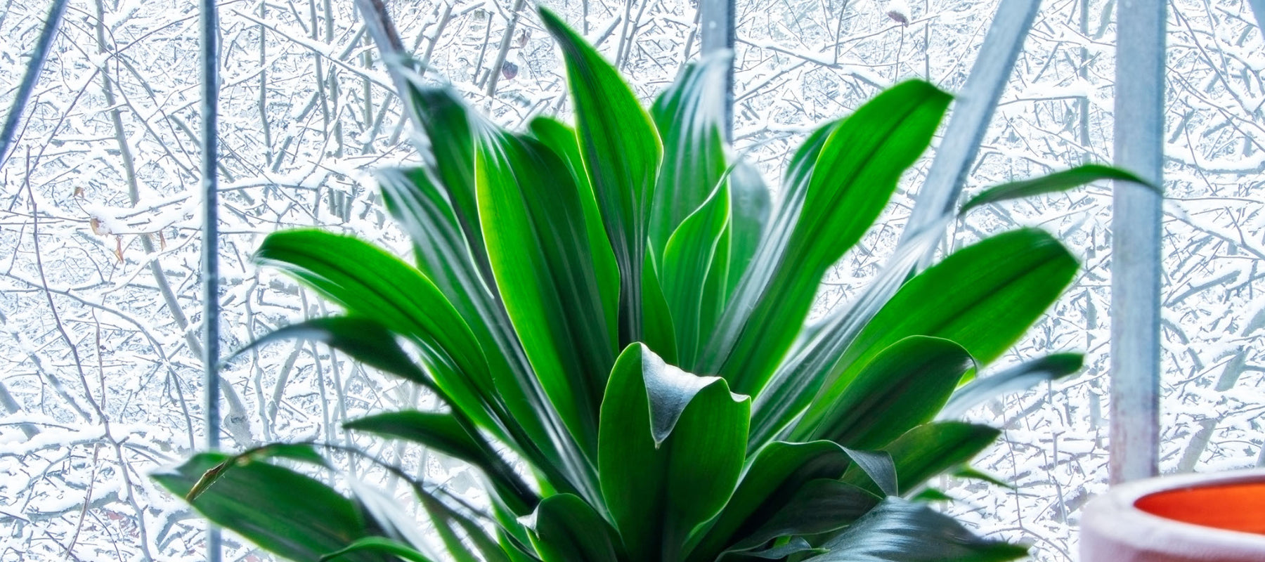 Hardy Houseplants: Cold Tolerant Indoor Plants For Winter Weather ...