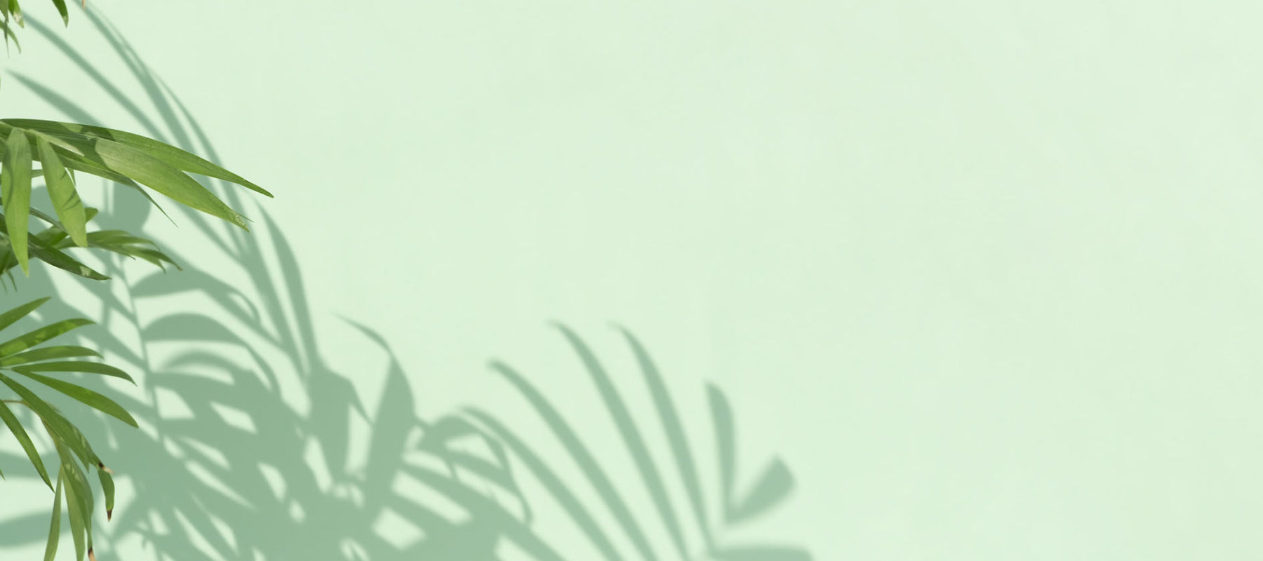 Green Feels Good - The Wellbeing Benefits of Houseplants - HORTOLOGY