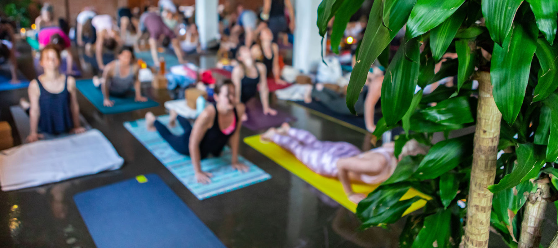 Creating a Breath of Fresh Air: Indoor Plants in Gyms and Yoga Studios ...