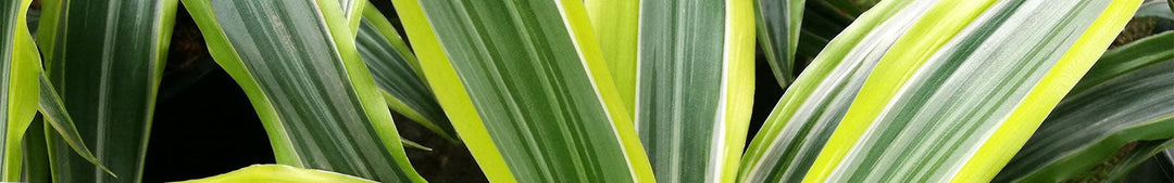 Dracaena Maintenance & Care Checklist - HORTOLOGY