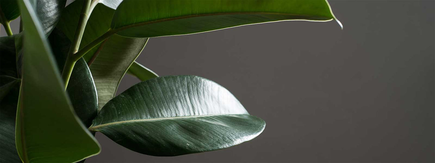 A Guide to the Tropical Delights of Ficus Indoor Plants - HORTOLOGY