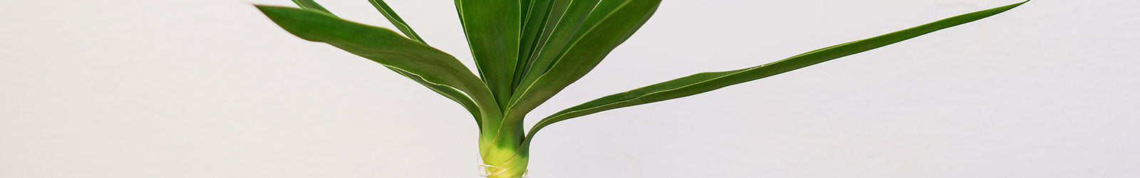 Retro & Classic Houseplants - Buy Online | Hortology.co.uk