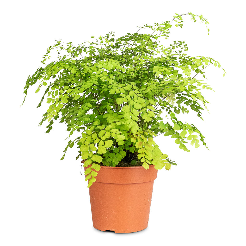 Adiantum raddianum Fragrans - Delta Maidenhair Fern | Hortology - HORTOLOGY