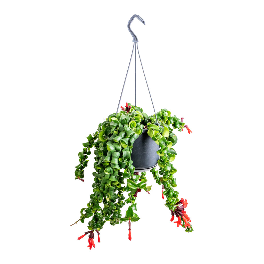 Aeschynanthus Rasta - Lipstick Plant - Hanging Plants | Hortology ...