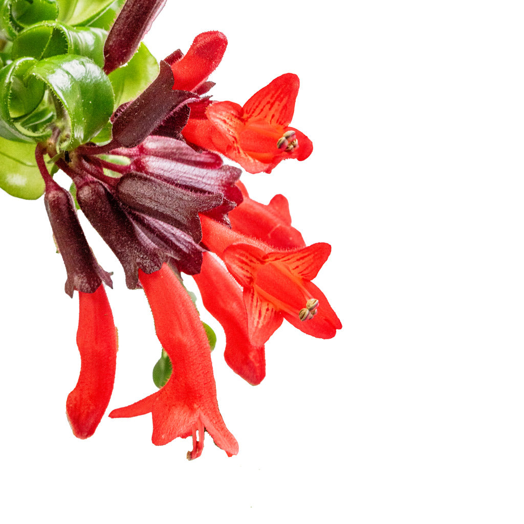 Aeschynanthus Rasta - Lipstick Plant - Hanging Plants | Hortology ...