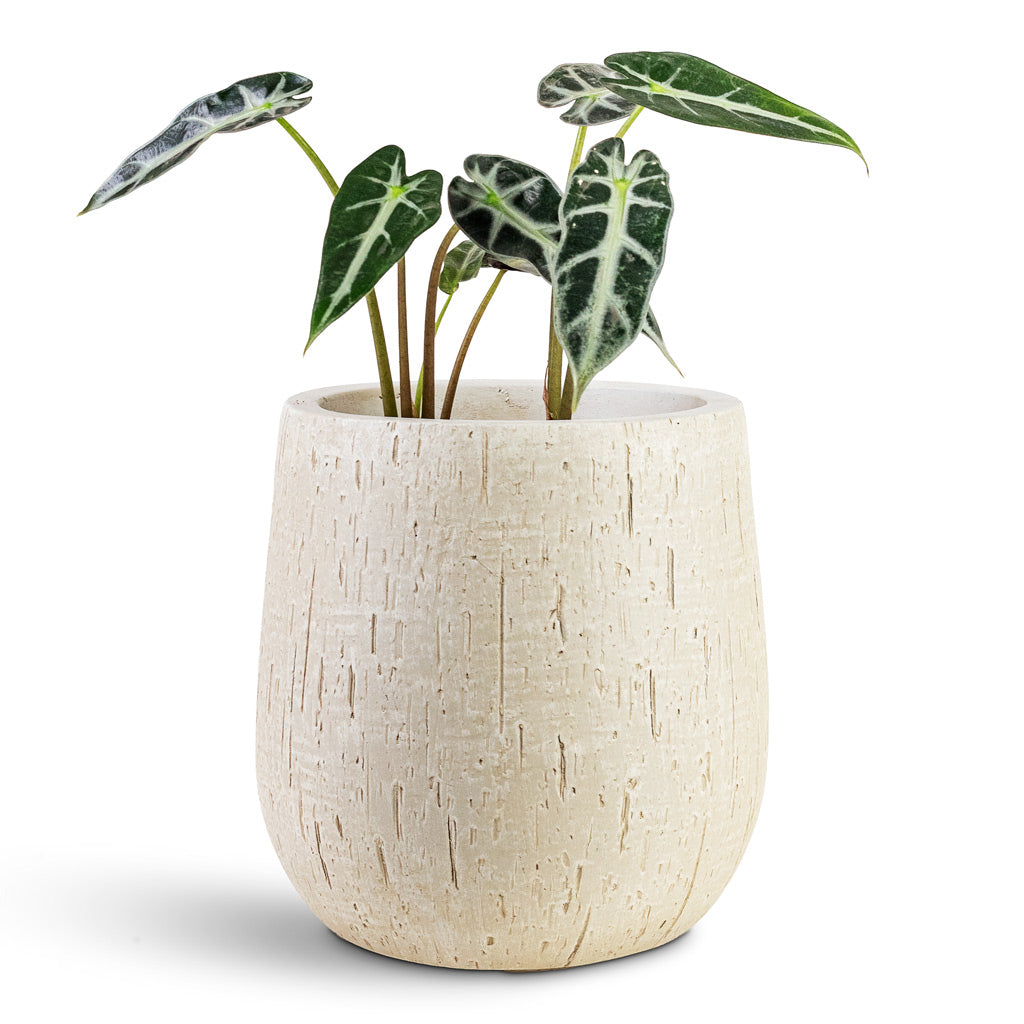 Raindrop Couple Balloon Planter - Stone - Quality Planters | HORTOLOGY