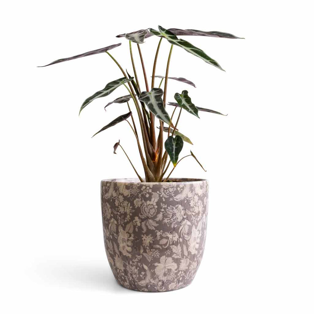 Monza Plant Pot - Vintage Grey - Quality Plant Pots | Hortology - HORTOLOGY