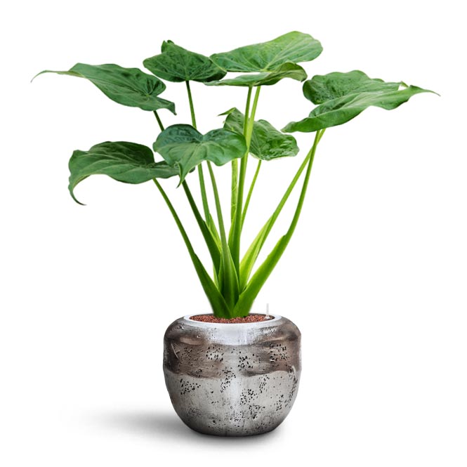 Opus Raw Couple Planter - Silver - Quality Planters | Hortology - HORTOLOGY
