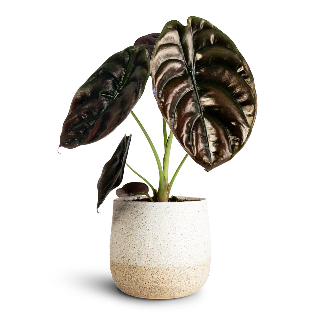 Celeste Plant Pot - Cream - Quality Ceramic Plant Pots | HORTOLOGY