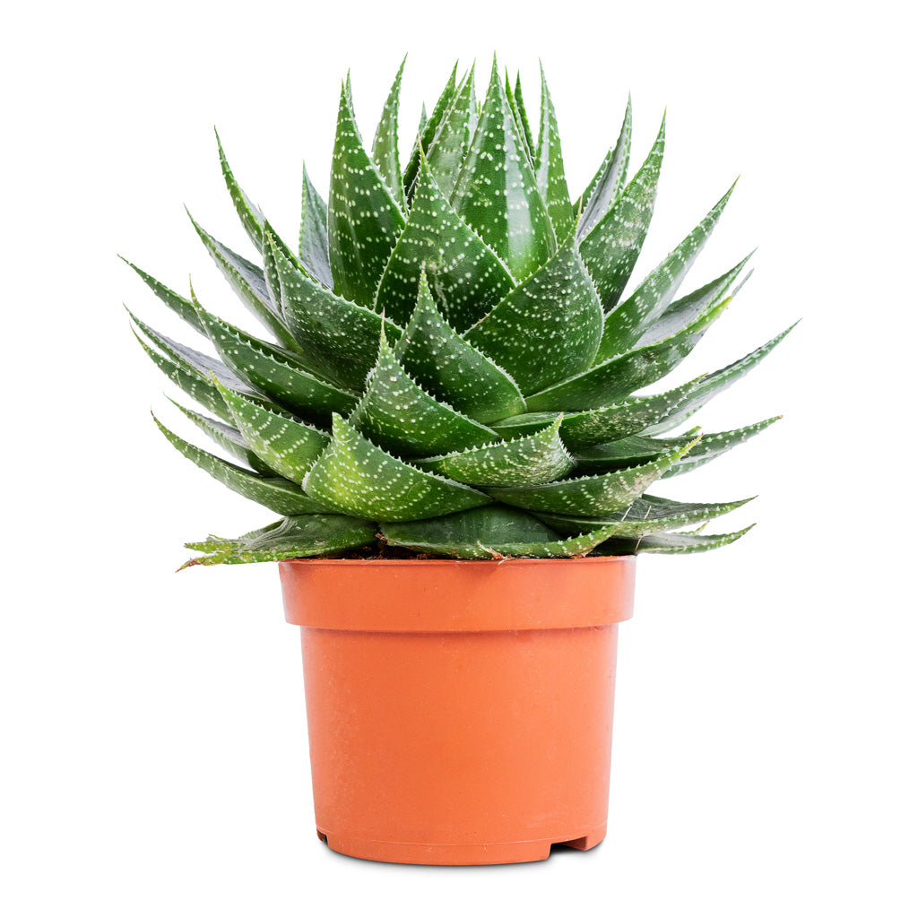 Aloe aristata Cosmo Succulents - Purify Your Air | Hortology - HORTOLOGY