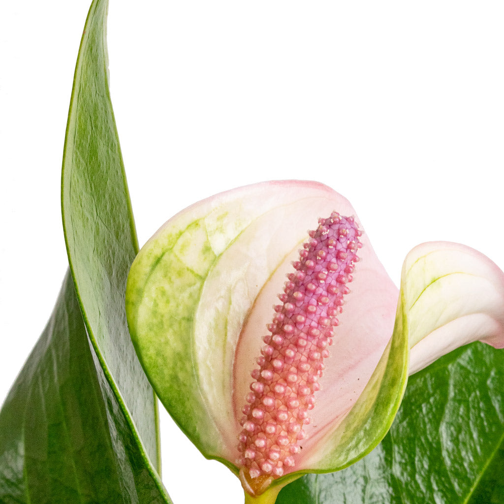 Anthurium - Flamingo Flower - Joli Pulse - Quality Houseplants ...