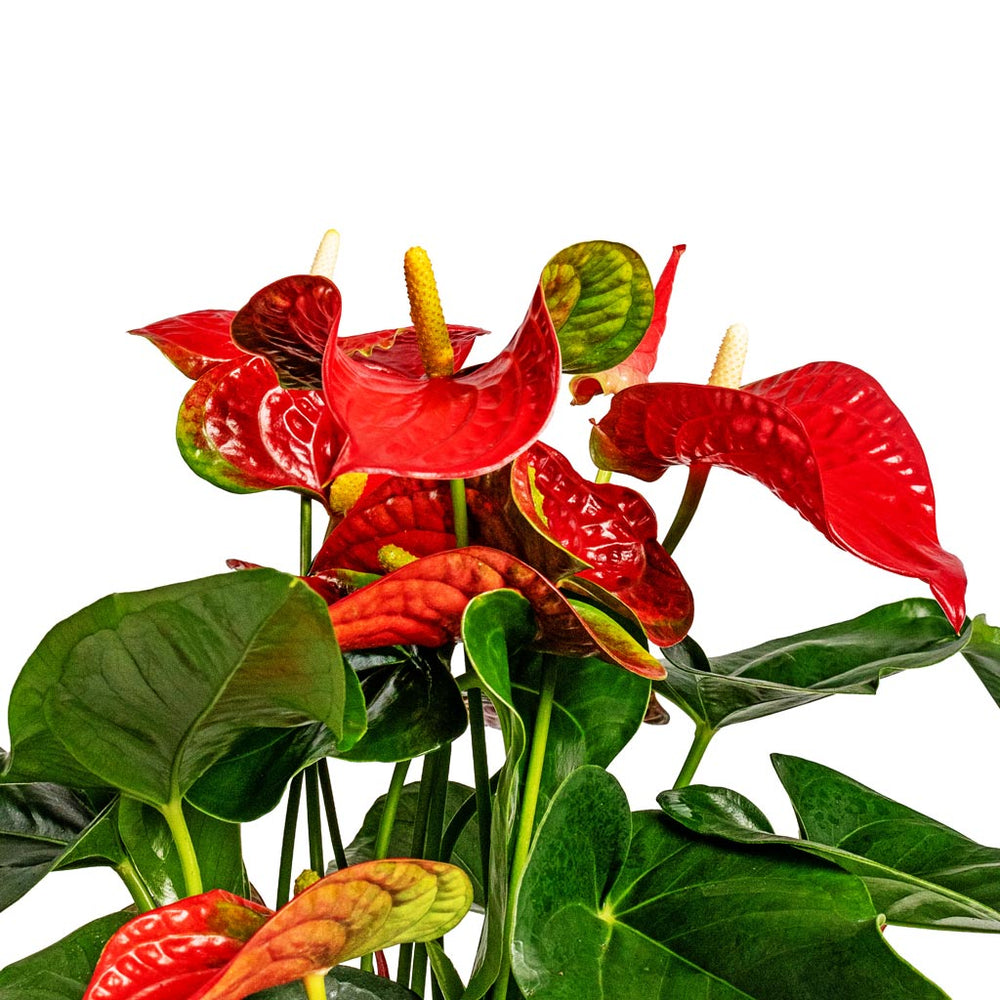 Anthurium - Flamingo Flower - Royal Red - Quality Houseplants ...
