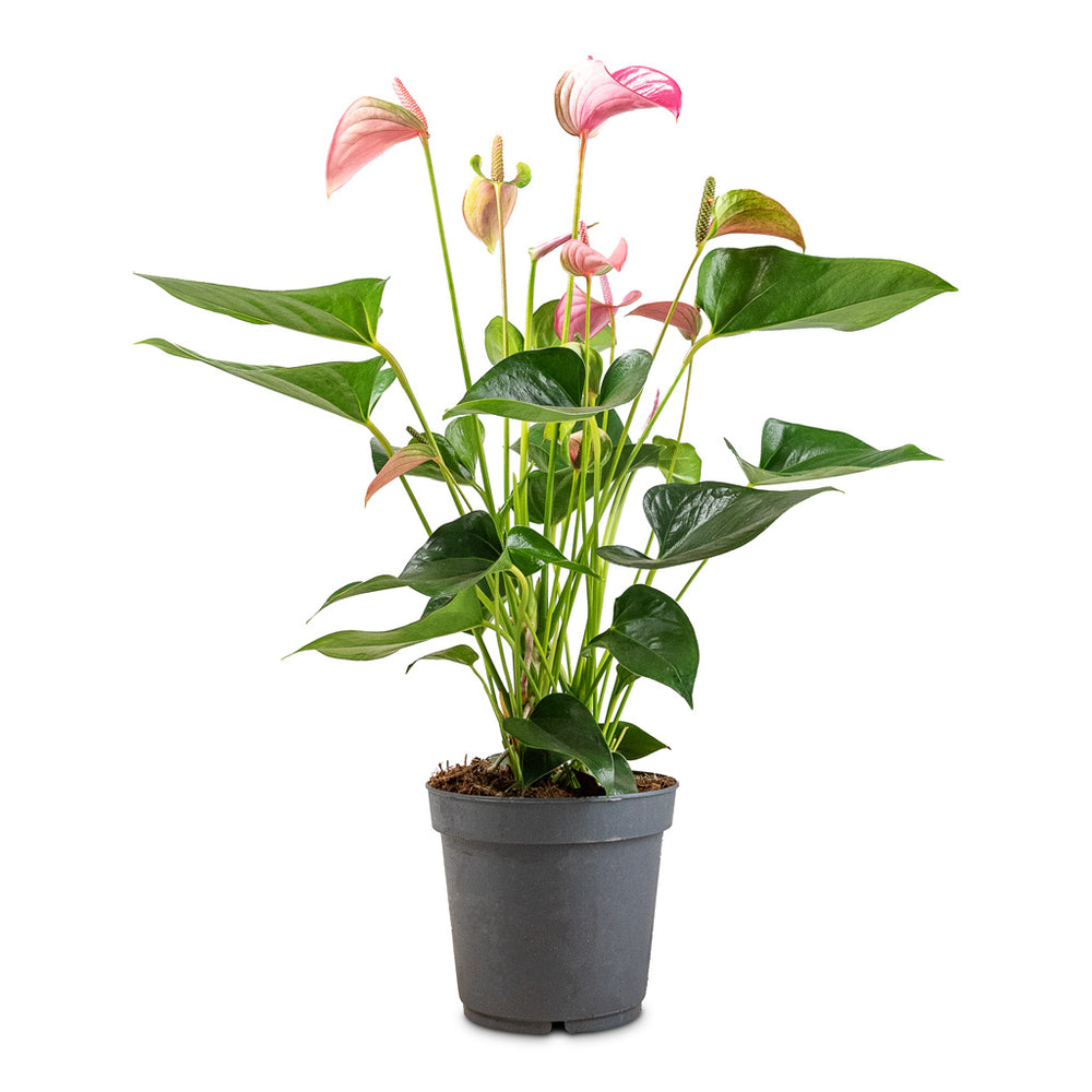 Anthurium - Flamingo Flower - Joli - Quality Houseplants | HORTOLOGY