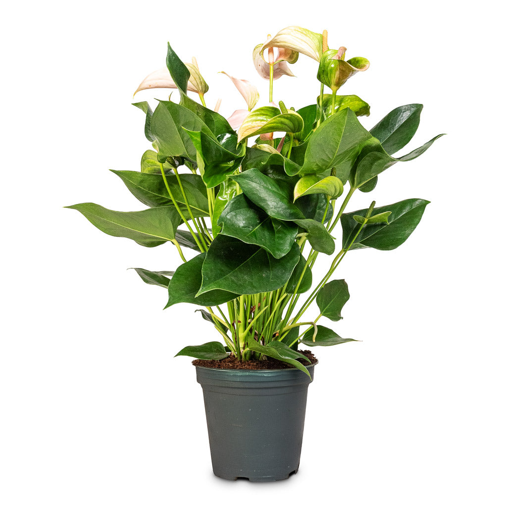 Anthurium - Flamingo Flower - Joli Peach - Quality Houseplants ...