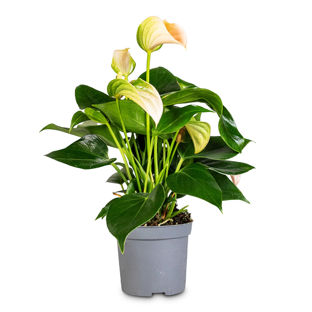Anthurium - Flamingo Flower - Joli Peach - Quality Houseplants ...