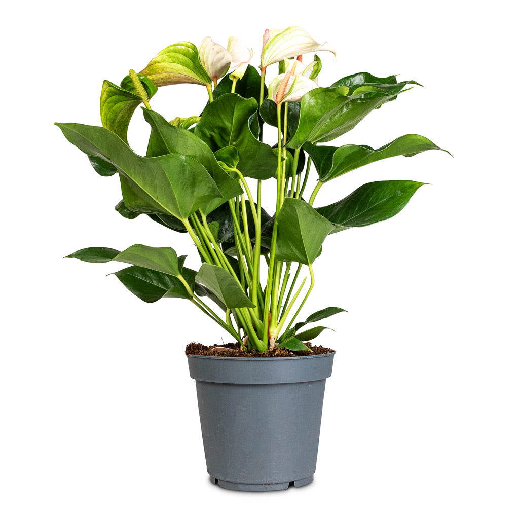 Anthurium - Flamingo Flower - Joli Pulse - Quality Houseplants ...