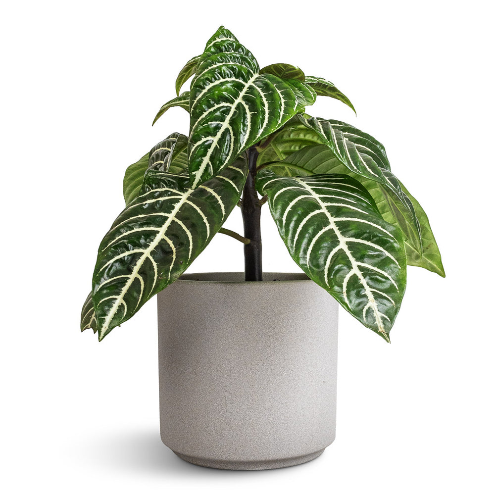 Leon Plant Pot - Cement - Quality Plant Pots | Hortology - HORTOLOGY