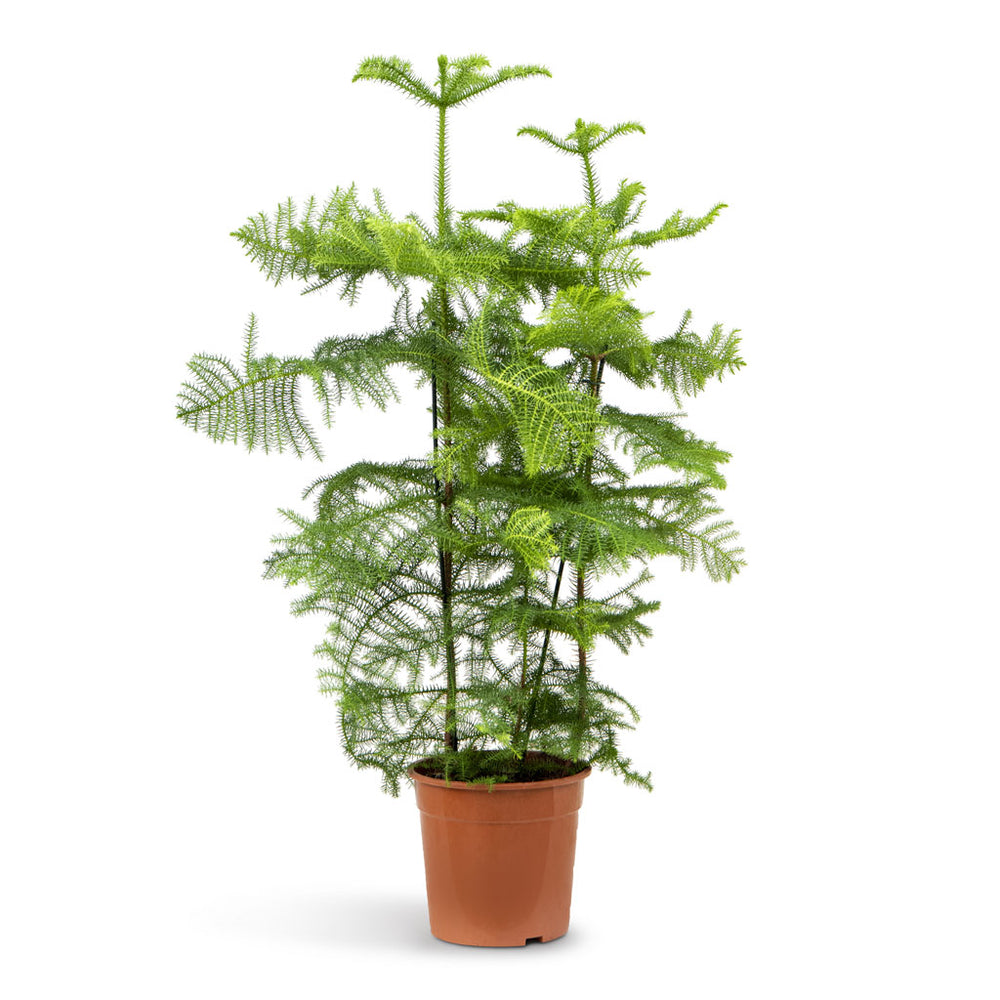 Araucaria heterophylla - Norfolk Island Pine Indoor Plants | Hortology ...