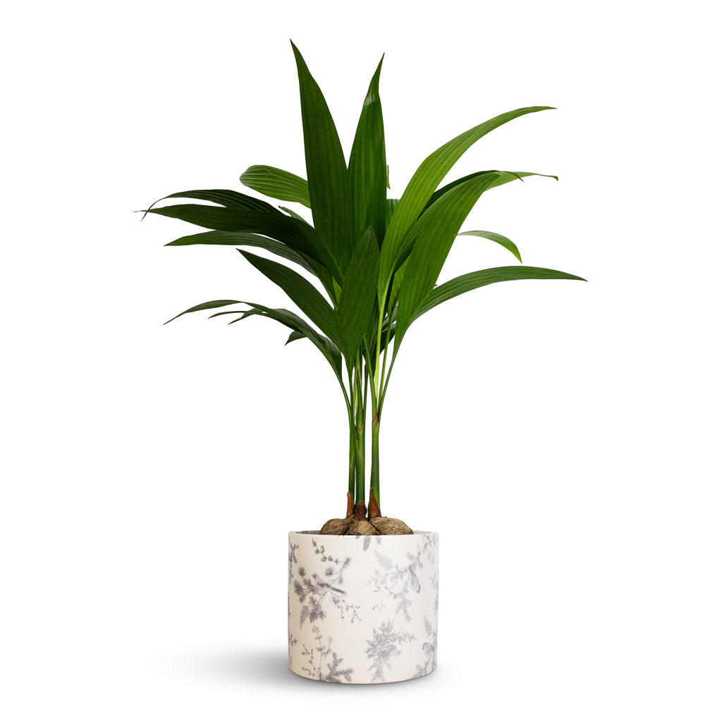 Areca catechu - Betel Nut Palm - Indoor Palms | Hortology - HORTOLOGY