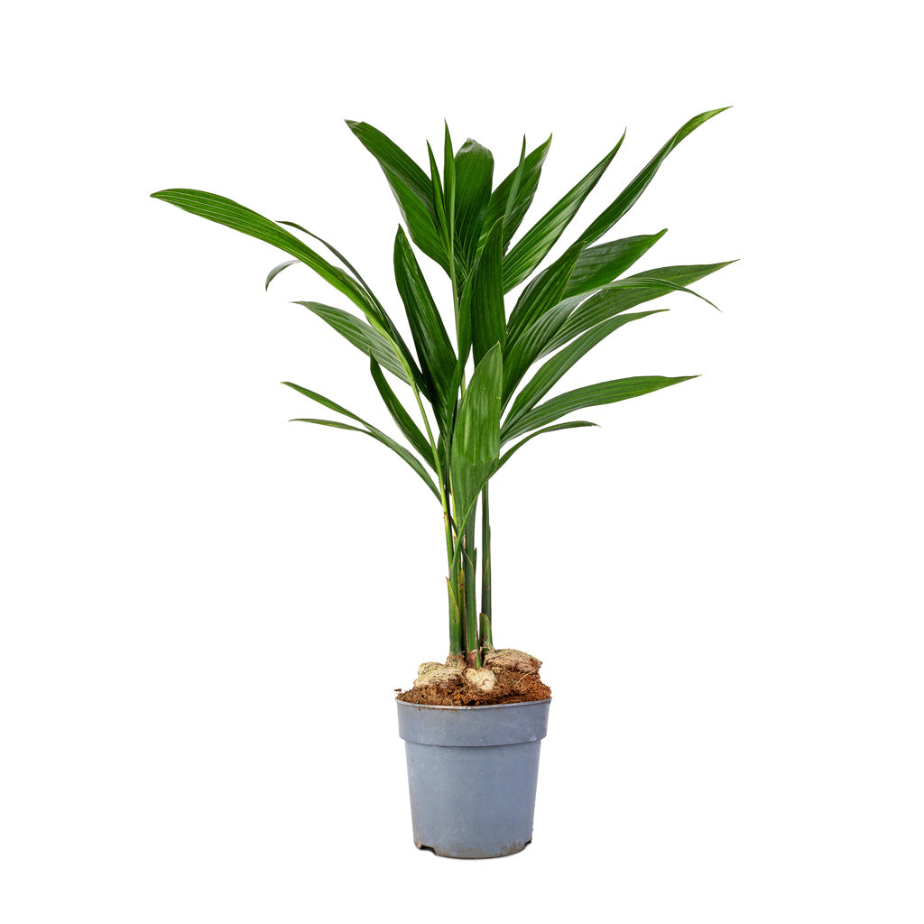Areca catechu - Betel Nut Palm - Indoor Palms | Hortology - HORTOLOGY