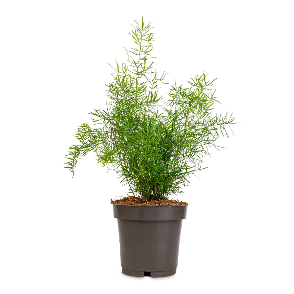 Asparagus Sprengeri - Emerald Feather Fern Houseplants | Hortology ...