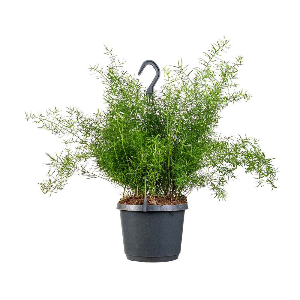 Asparagus Sprengeri - Emerald Feather Fern Houseplants | Hortology ...