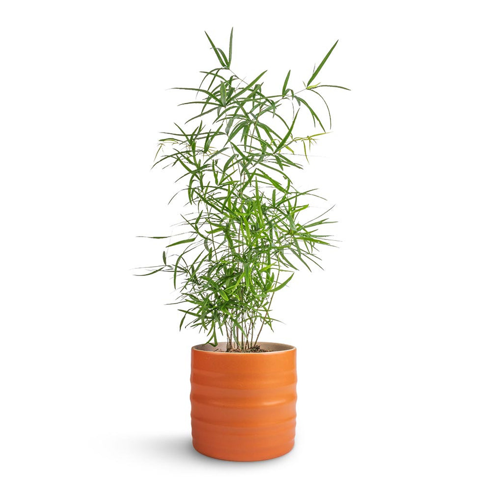 Hadleigh Plant Pot - Amber - Quality Plant Pots | Hortology - HORTOLOGY