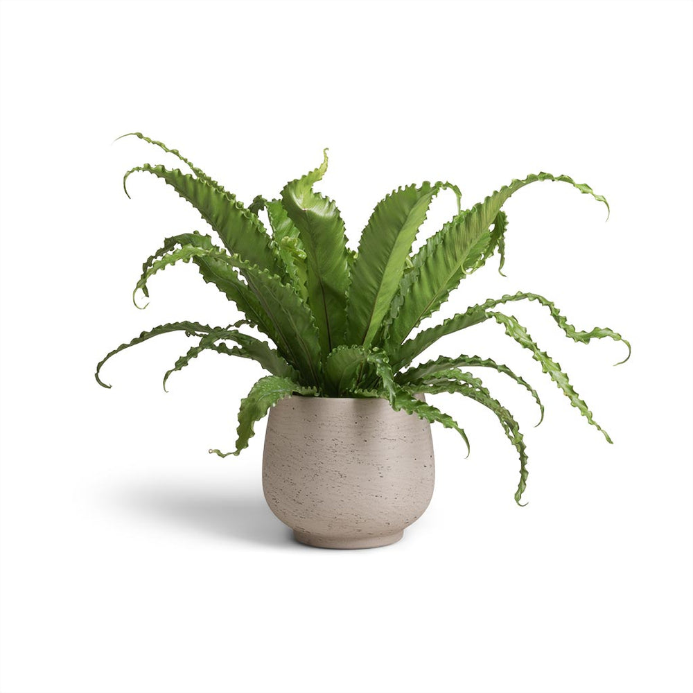 Asplenium Osaka - Japanese Bird's Nest Fern Plants | Hortology - HORTOLOGY