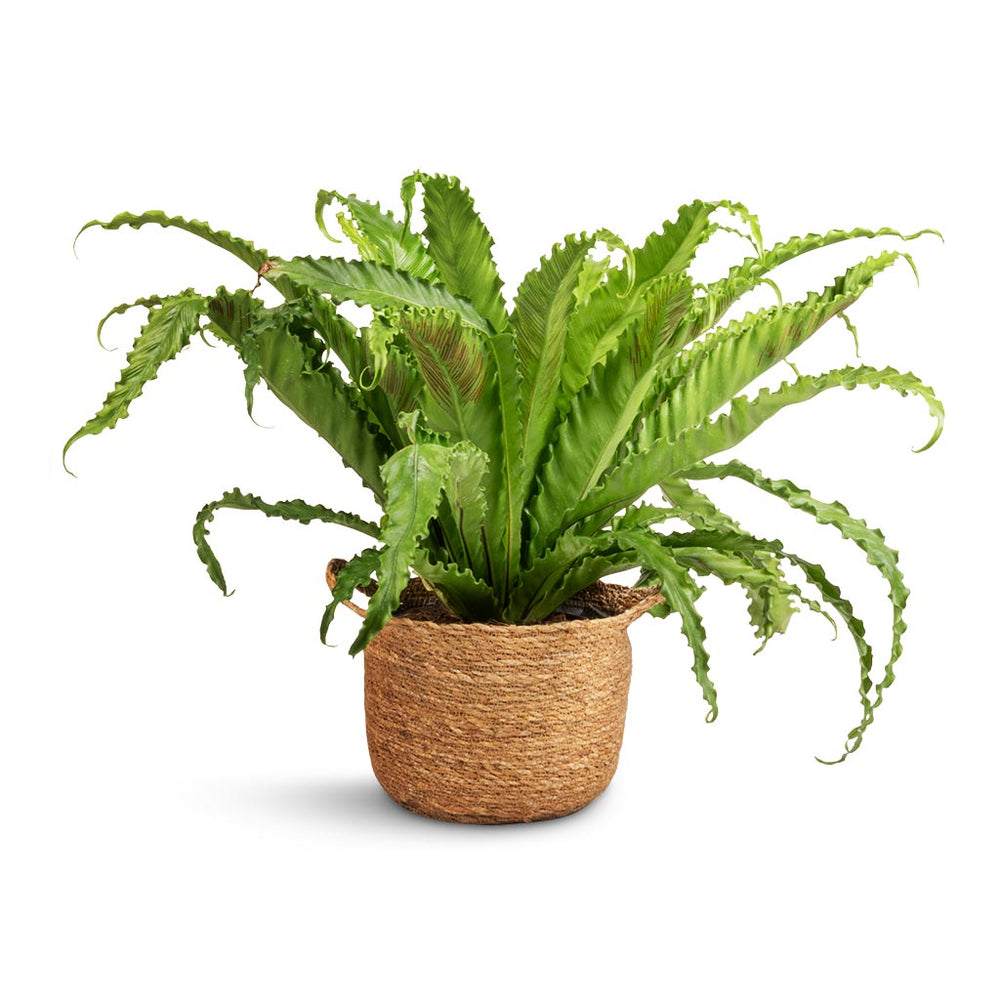 Asplenium Osaka - Japanese Bird's Nest Fern Plants | Hortology