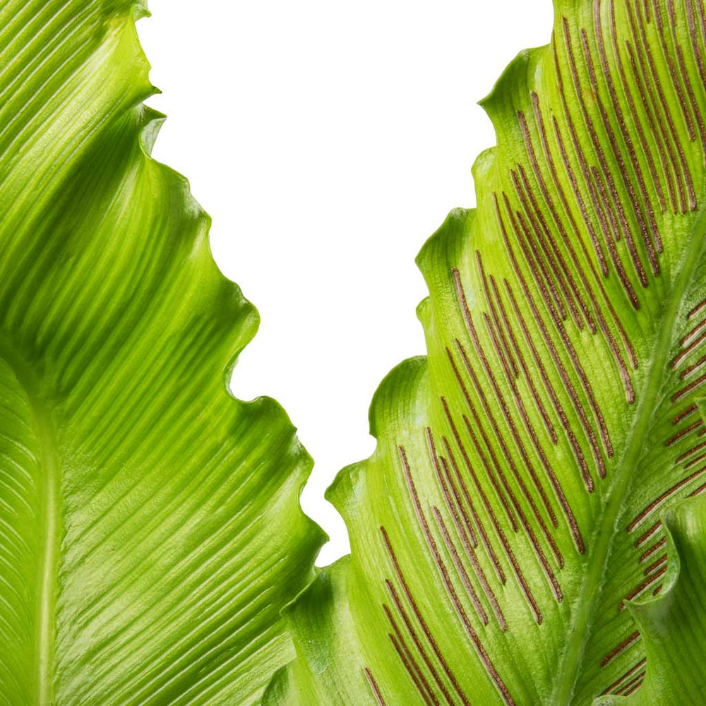 Asplenium Osaka - Japanese Bird's Nest Fern Plants | Hortology