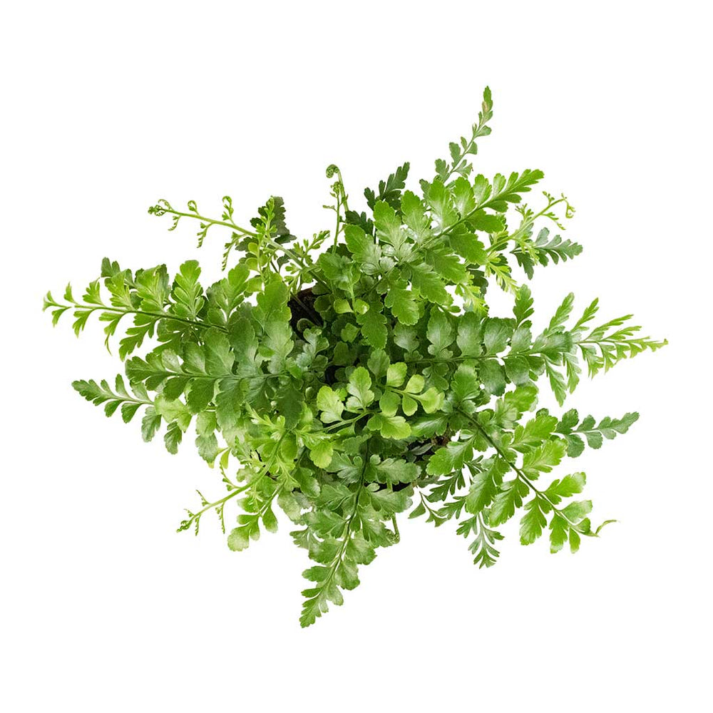 Asplenium Parvati - Mother Fern Houseplants | Hortology - HORTOLOGY