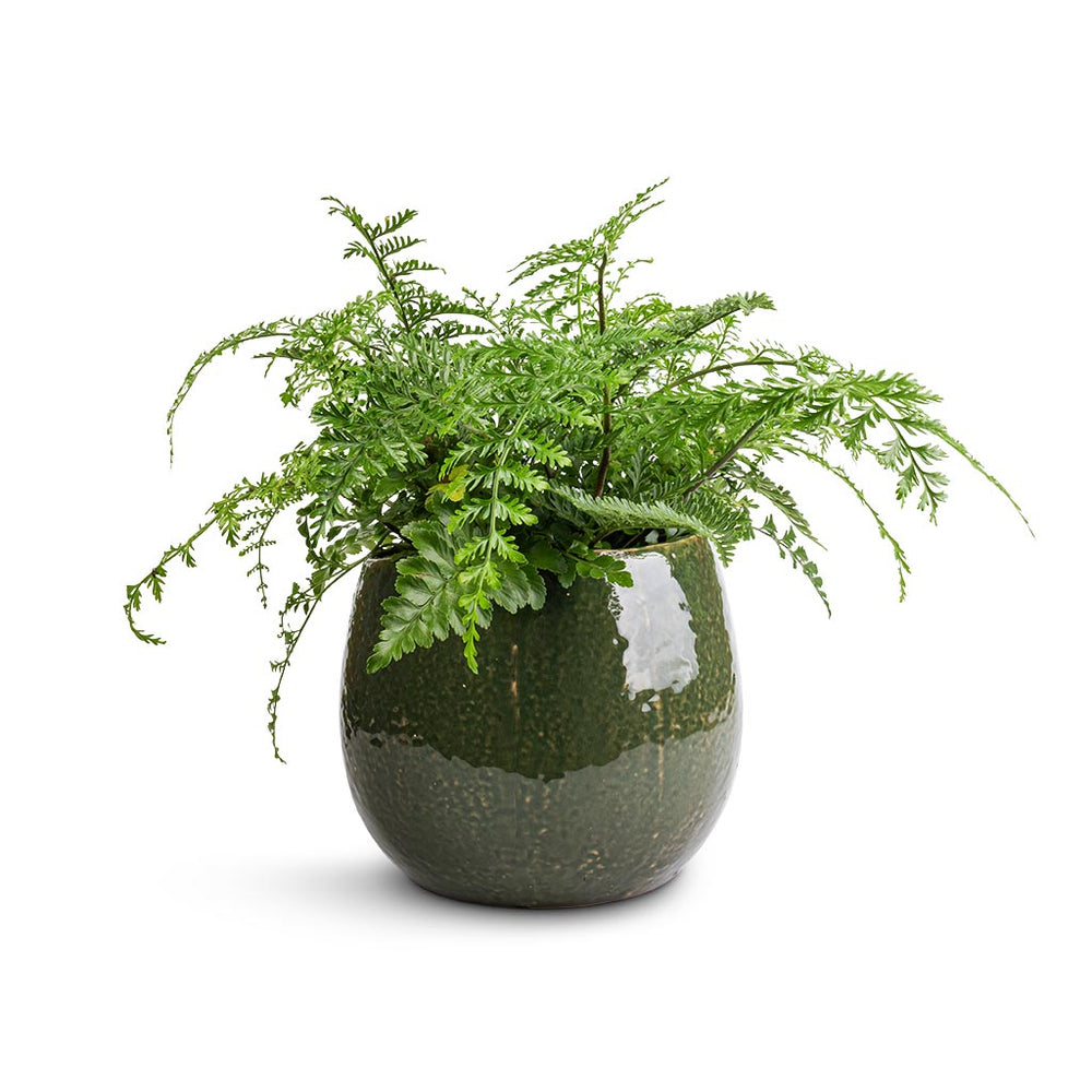 Asplenium Parvati - Mother Fern Houseplants | Hortology