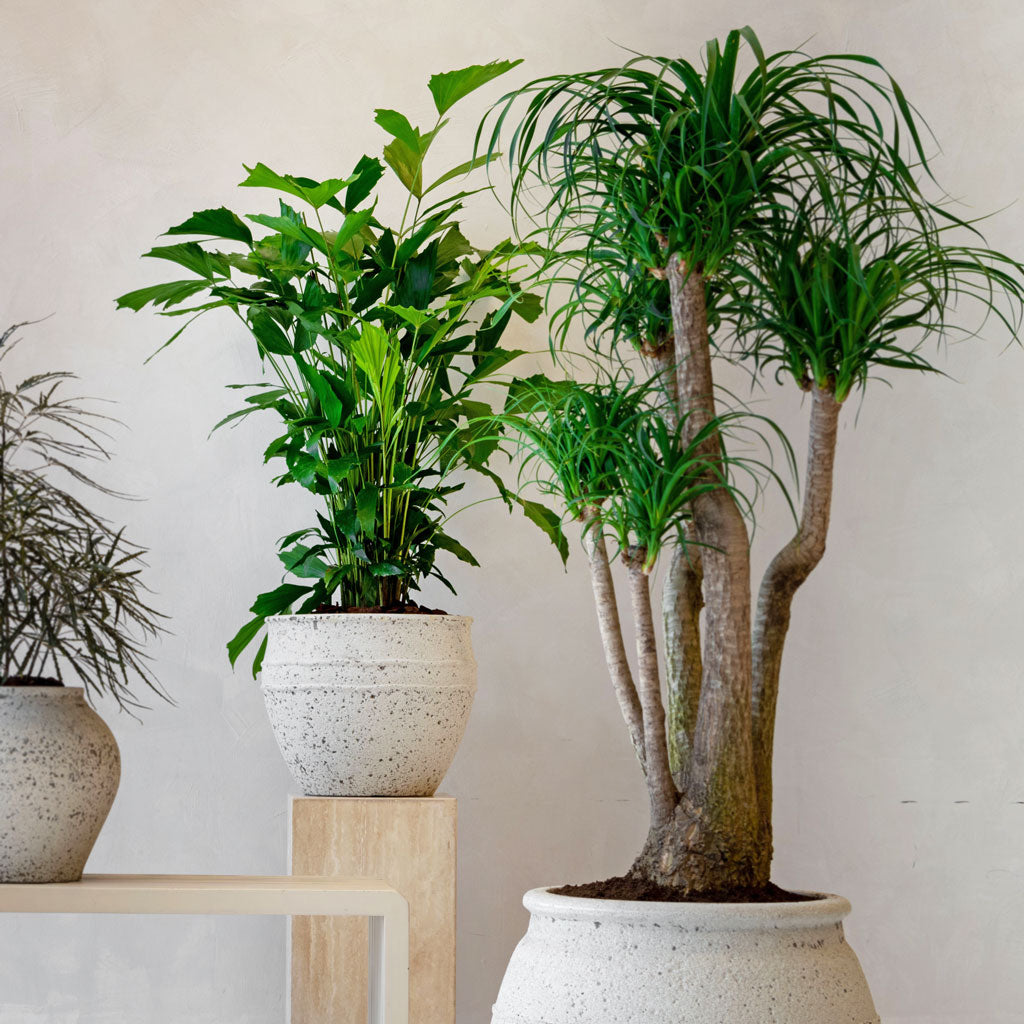 Athena Mediterranean Planter - Chalk White | Hortology - HORTOLOGY