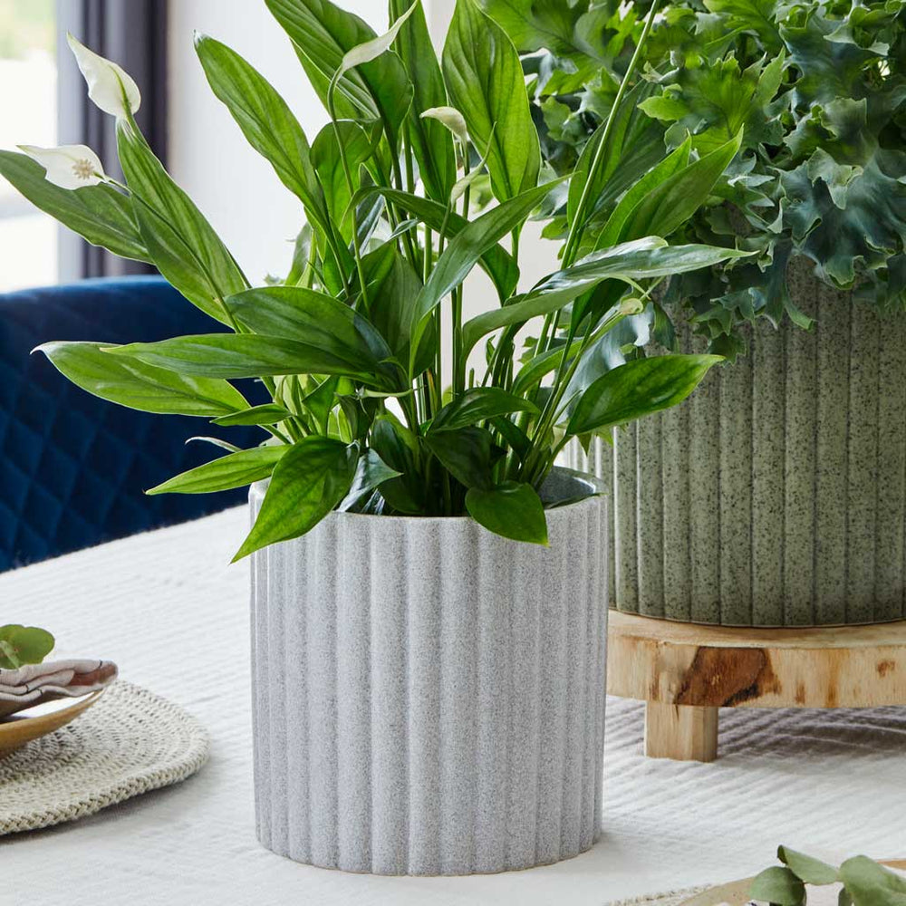 Azalea Ribbed Plant Pot - Speckled Grey Stone | Hortology - HORTOLOGY