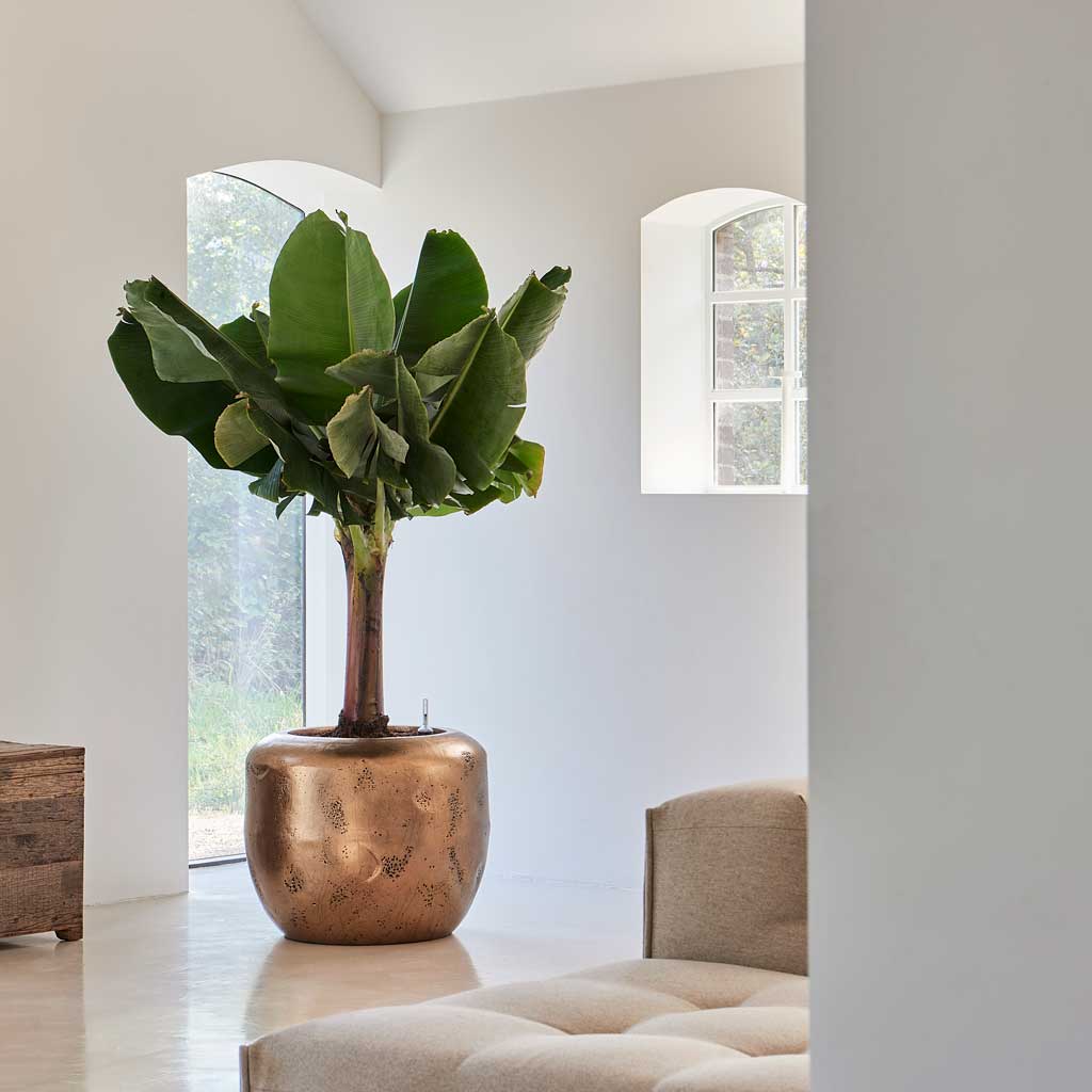 Opus Raw Couple Planter - Gold - Quality Planters | Hortology - HORTOLOGY