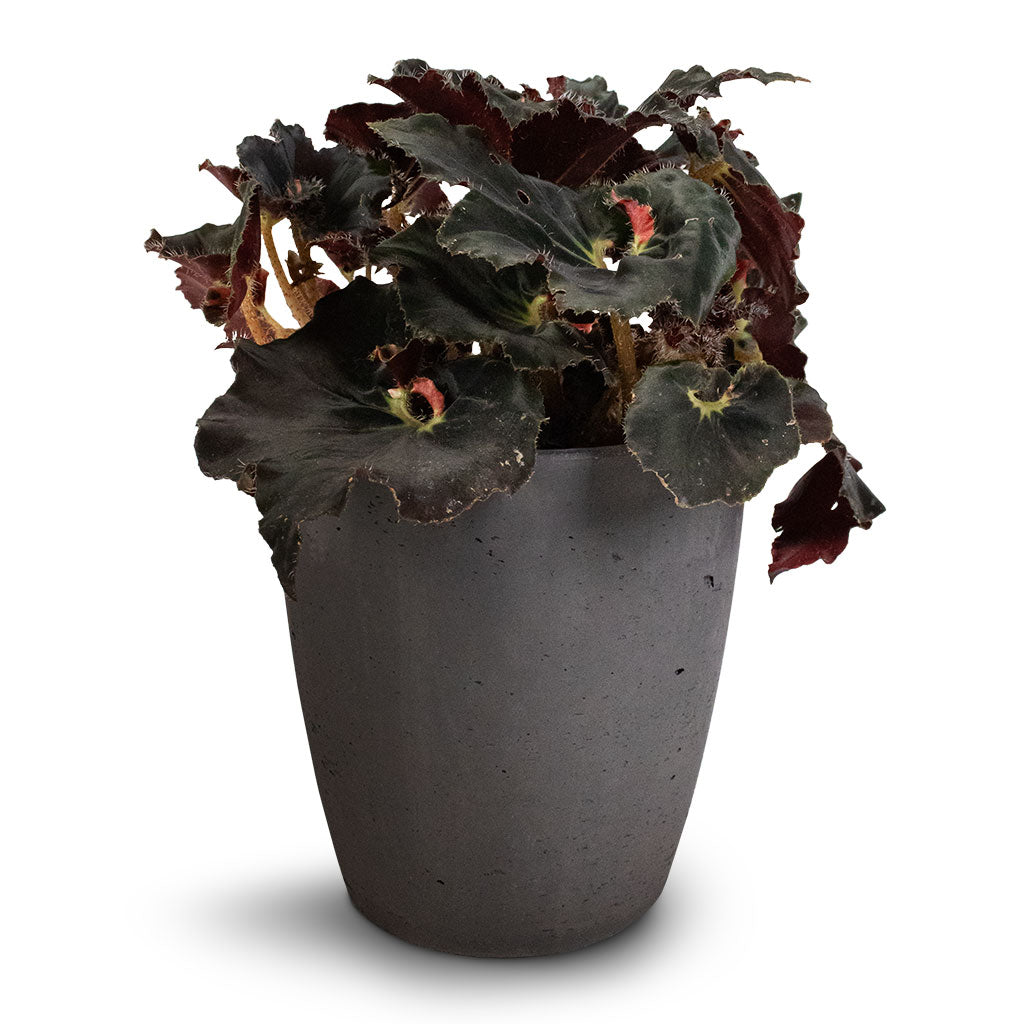 Begonia Maculata Houseplant - Polka Dot Begonia | Hortology - HORTOLOGY