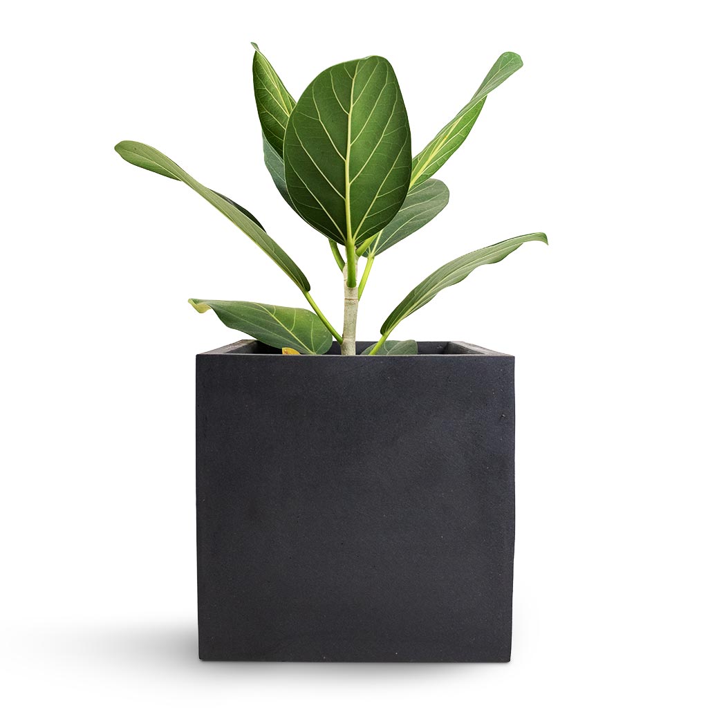 Fleur Natural Planter - Black - Quality Planters | Hortology - HORTOLOGY