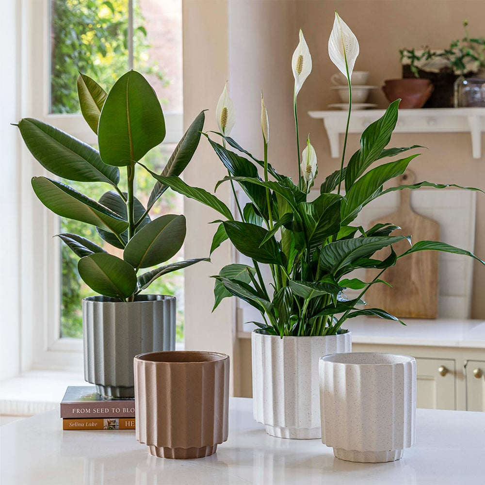 Bourton Scalloped Plant Pot - Sage - Quality Plant Pots | Hortology ...