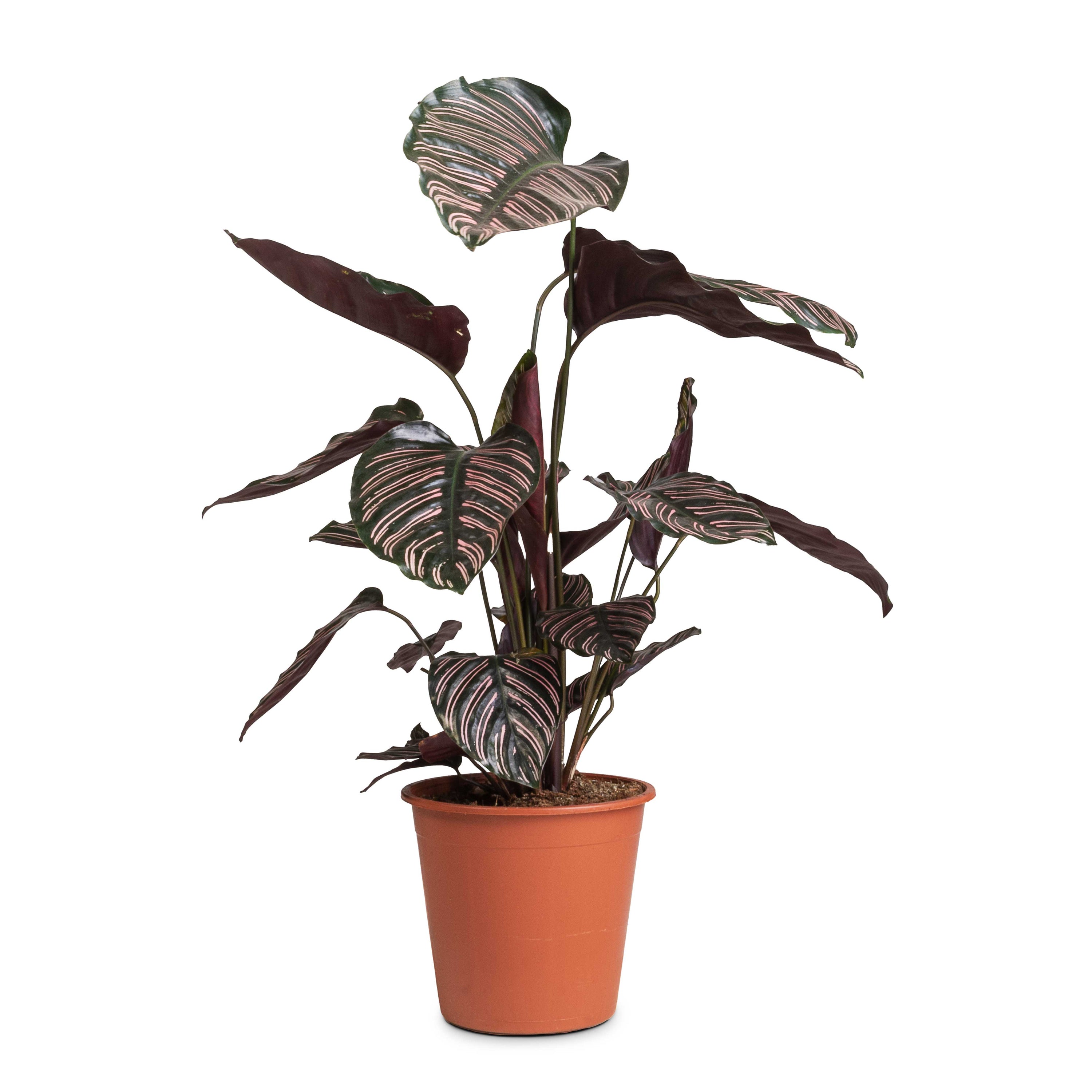 Calathea Sanderiana - Pin-Stripe Calathea Houseplants | Hortology ...