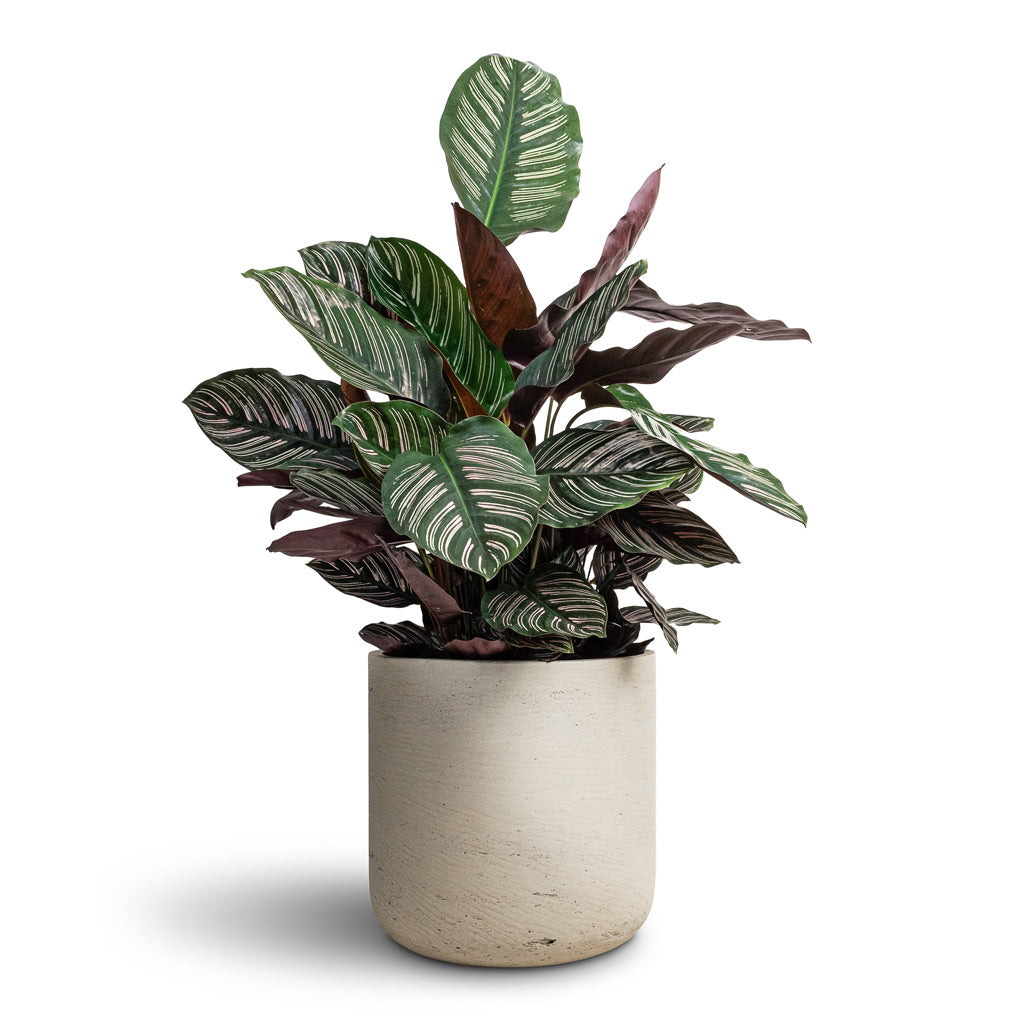 Charlie Plant Pot - Grey Washed - Quality Plant Pots | Hortology ...
