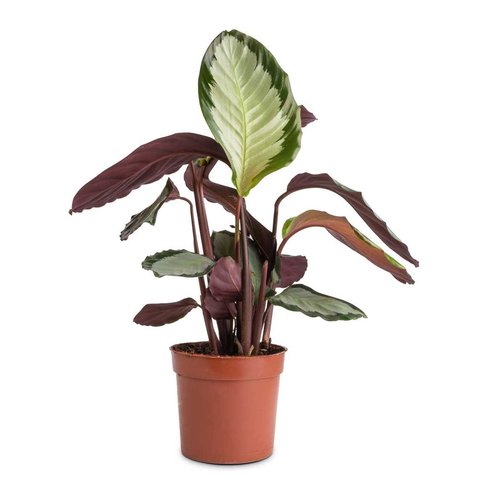 Calathea picturata Argentea - Quality Houseplants | Hortology - HORTOLOGY