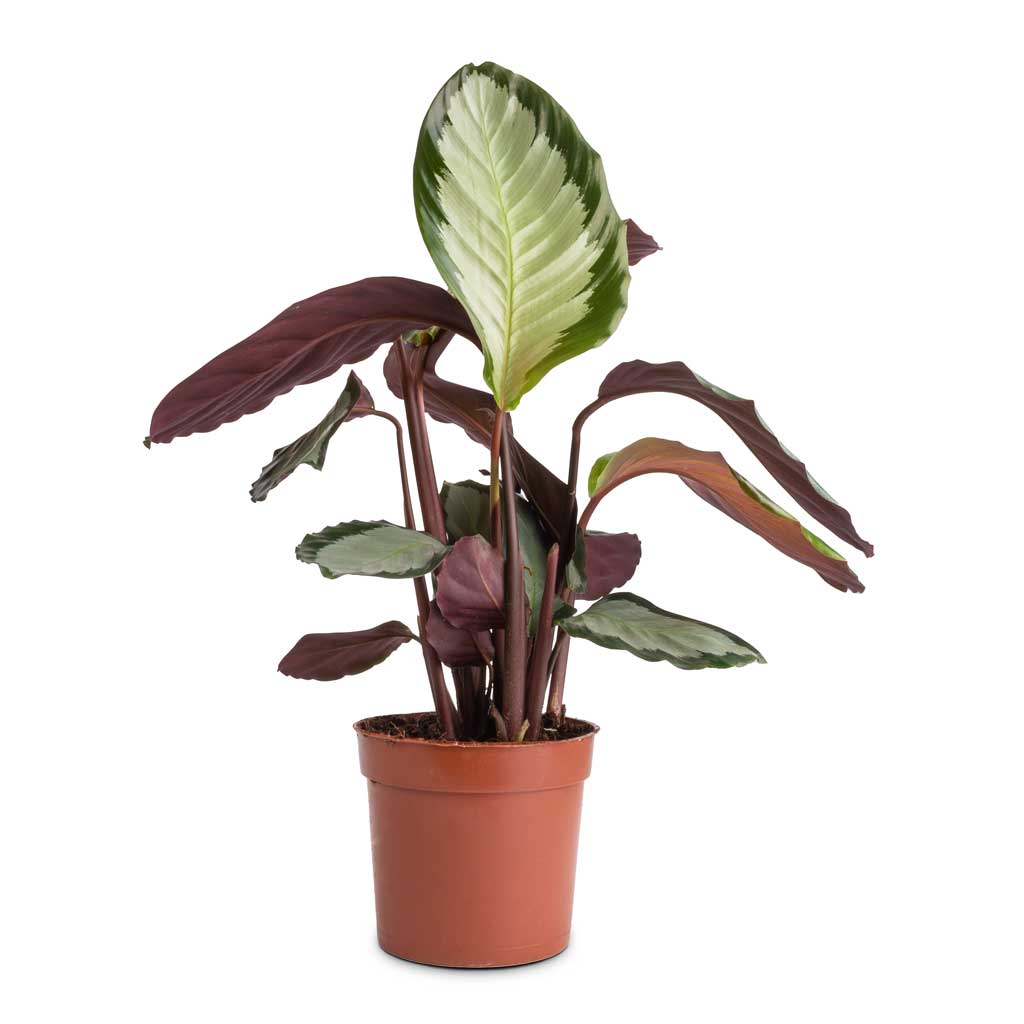 Calathea picturata Argentea - Quality Houseplants | Hortology - HORTOLOGY