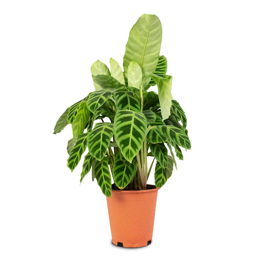 Calathea zebrina Houseplants - Zebra Plant | Hortology - HORTOLOGY