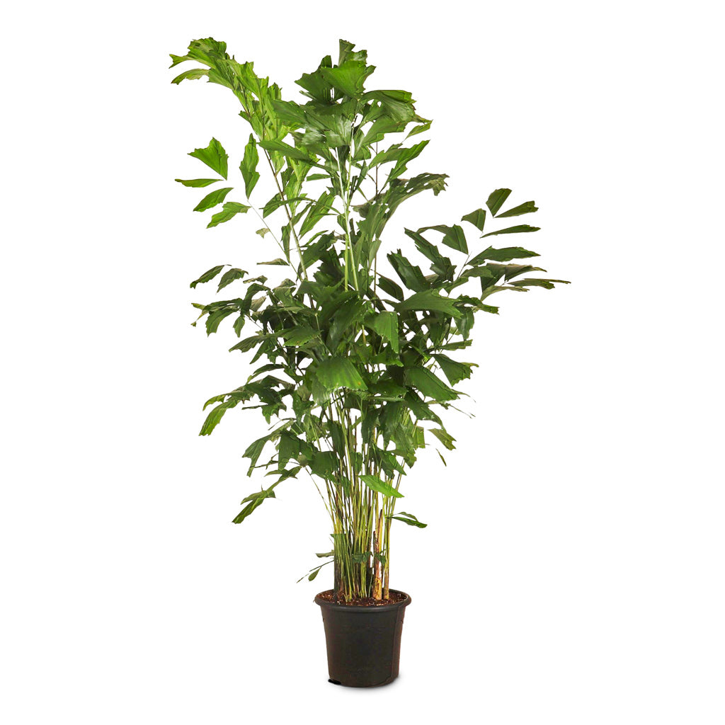 Caryota mitis - Fish Tail Indoor Palm - Quality Plants | Hortology ...