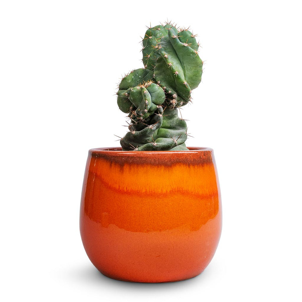Charlotte Plant Pot - Orange - Quality Indoor Pots | Hortology - HORTOLOGY