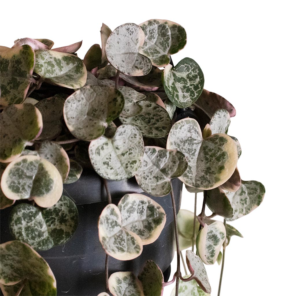 Ceropegia woodii - Variegated String of Hearts Indoor Plants ...