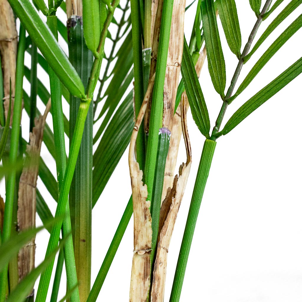 Chamaedorea Palm - Parlour Palm - Artificial Plants | HORTOLOGY