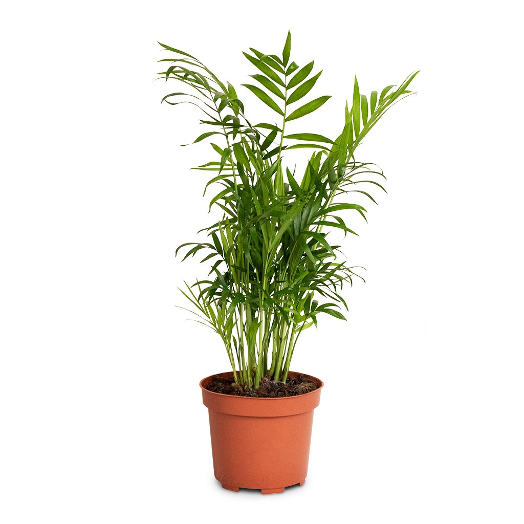 Chamaedorea elegans - Parlour Palm - Indoor Palms | Hortology - HORTOLOGY