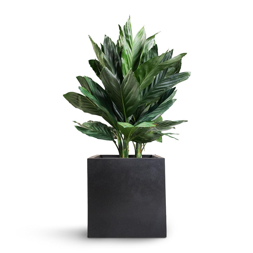 Fleur Natural Planter - Black - Quality Planters | Hortology - HORTOLOGY
