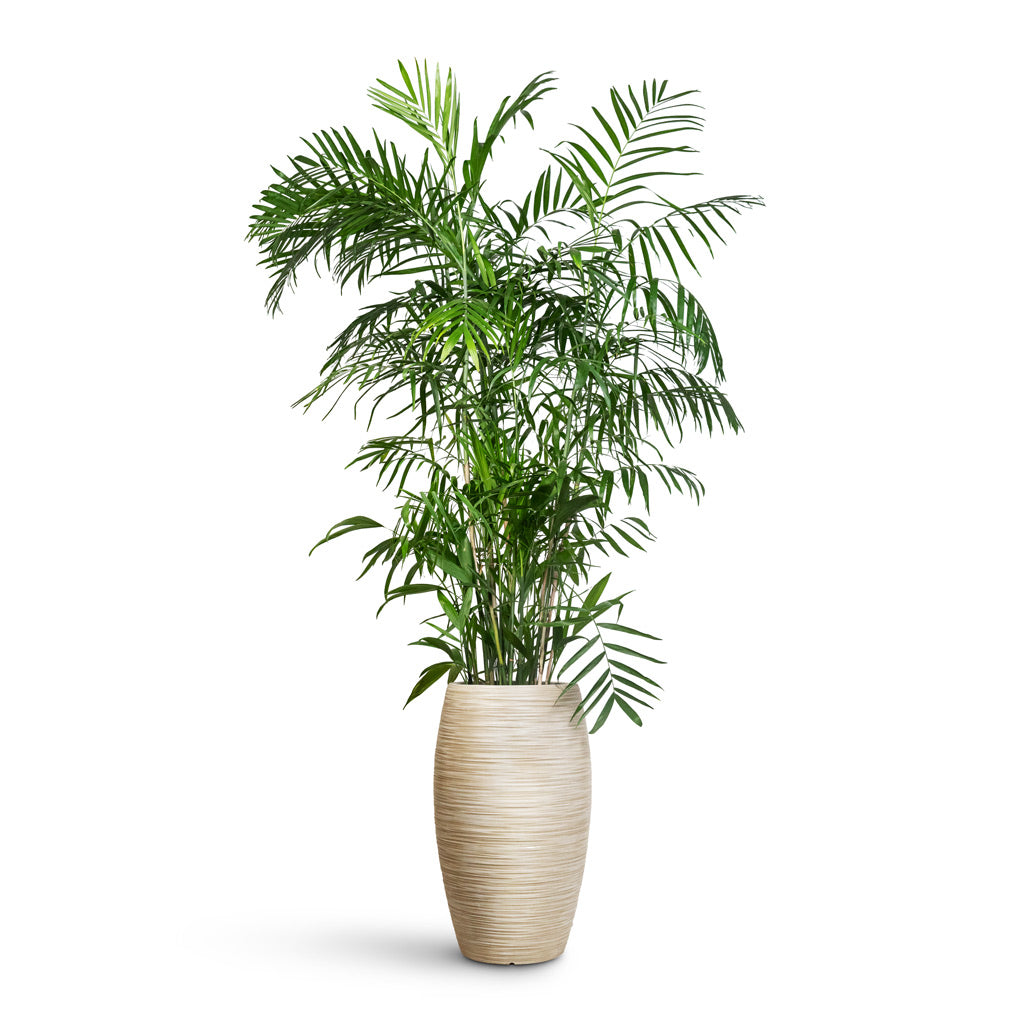 Chamaedorea seifrizii - Bamboo Palm - Purify Your Air | Hortology ...